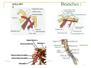 Axillary Artery Cat