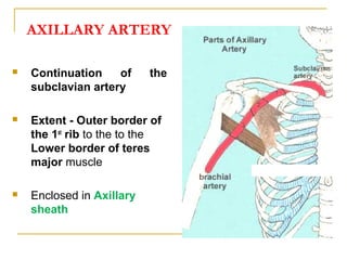 Subclavian Artery Axillary Artery
