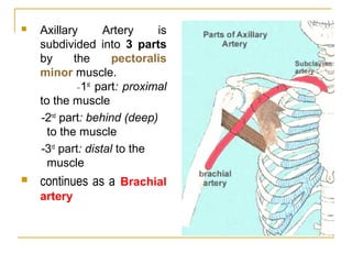 Axillary Artery Parts