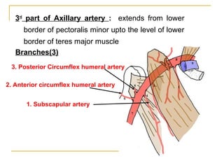 Axillary Artery Location Branches Human Anatomy