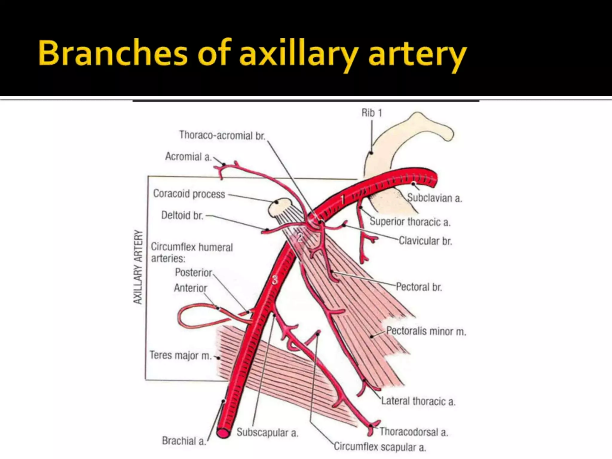 Axillary artery & Axillary vein ppt.pptx