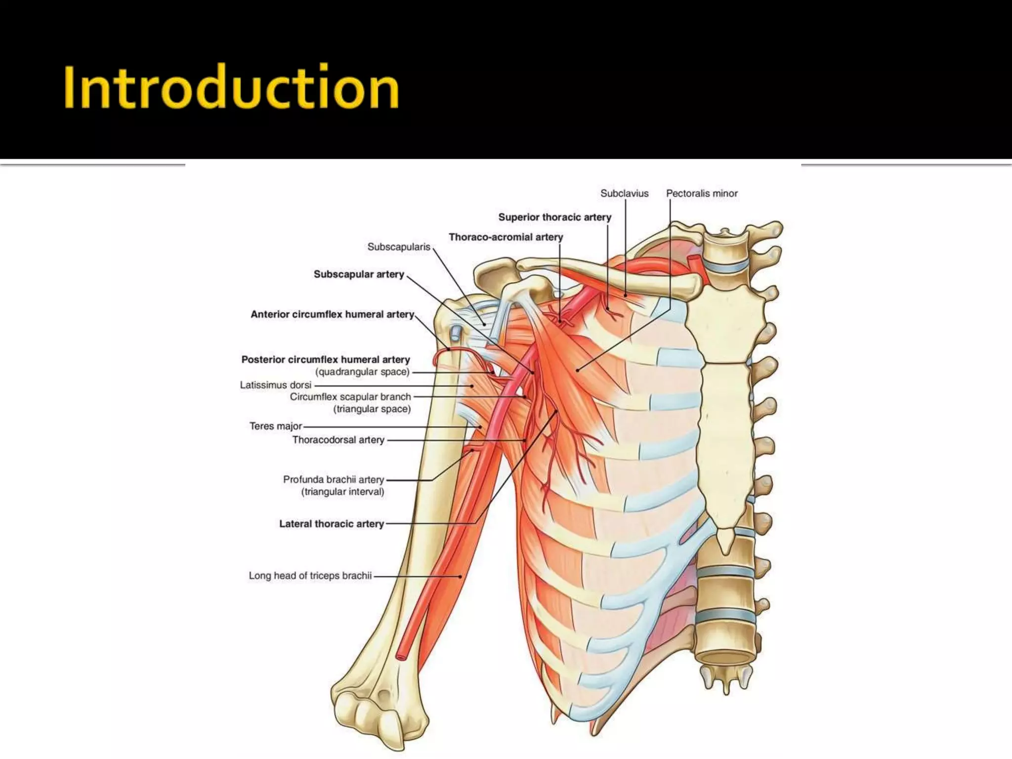 Axillary artery & Axillary vein ppt.pptx