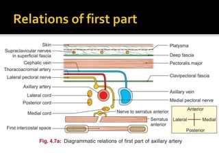 Axillary artery & Axillary vein ppt.pptx