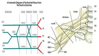 Axillary Block | PPTX