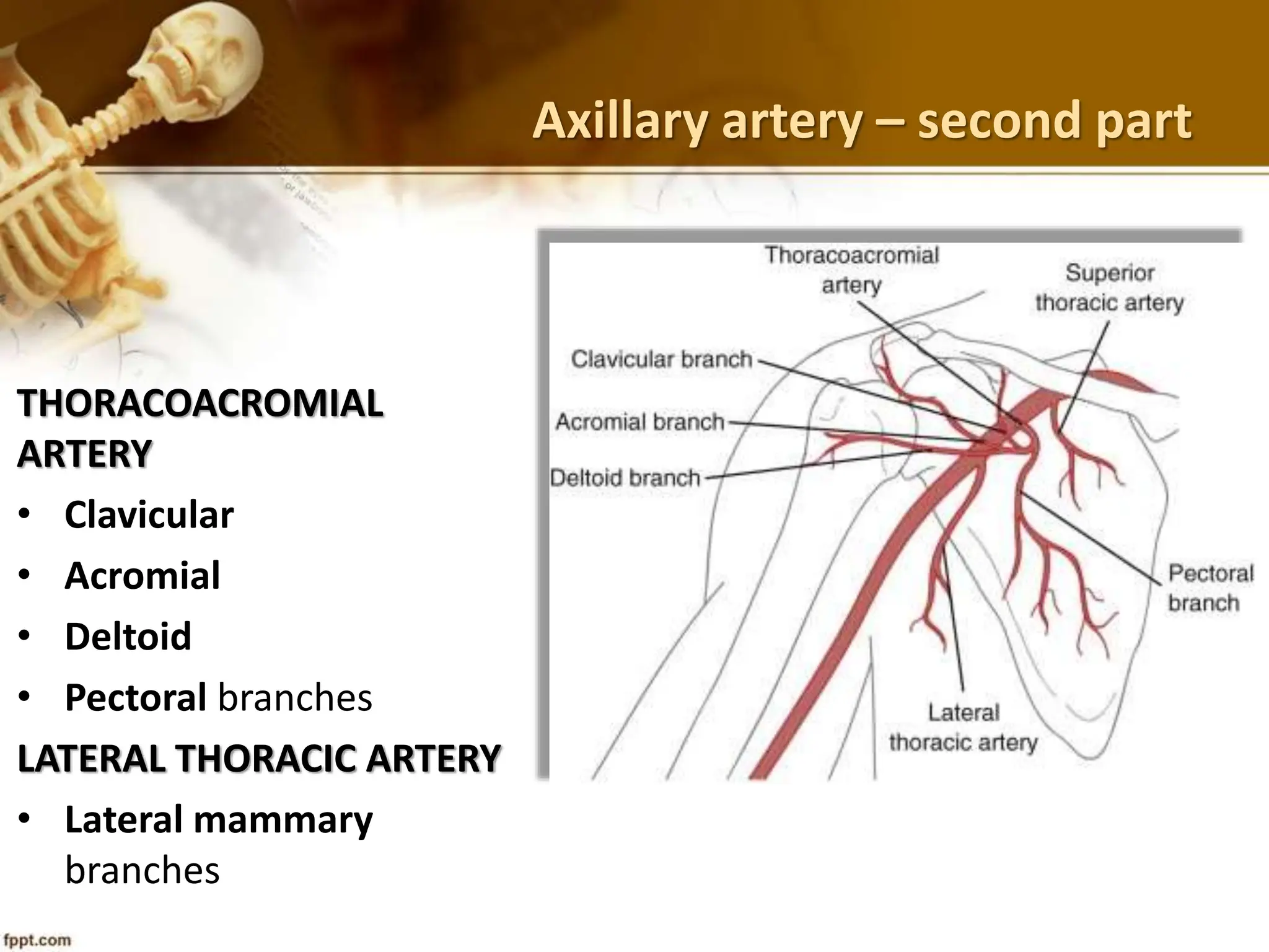 Axillary fossa_12.7.23.pptx