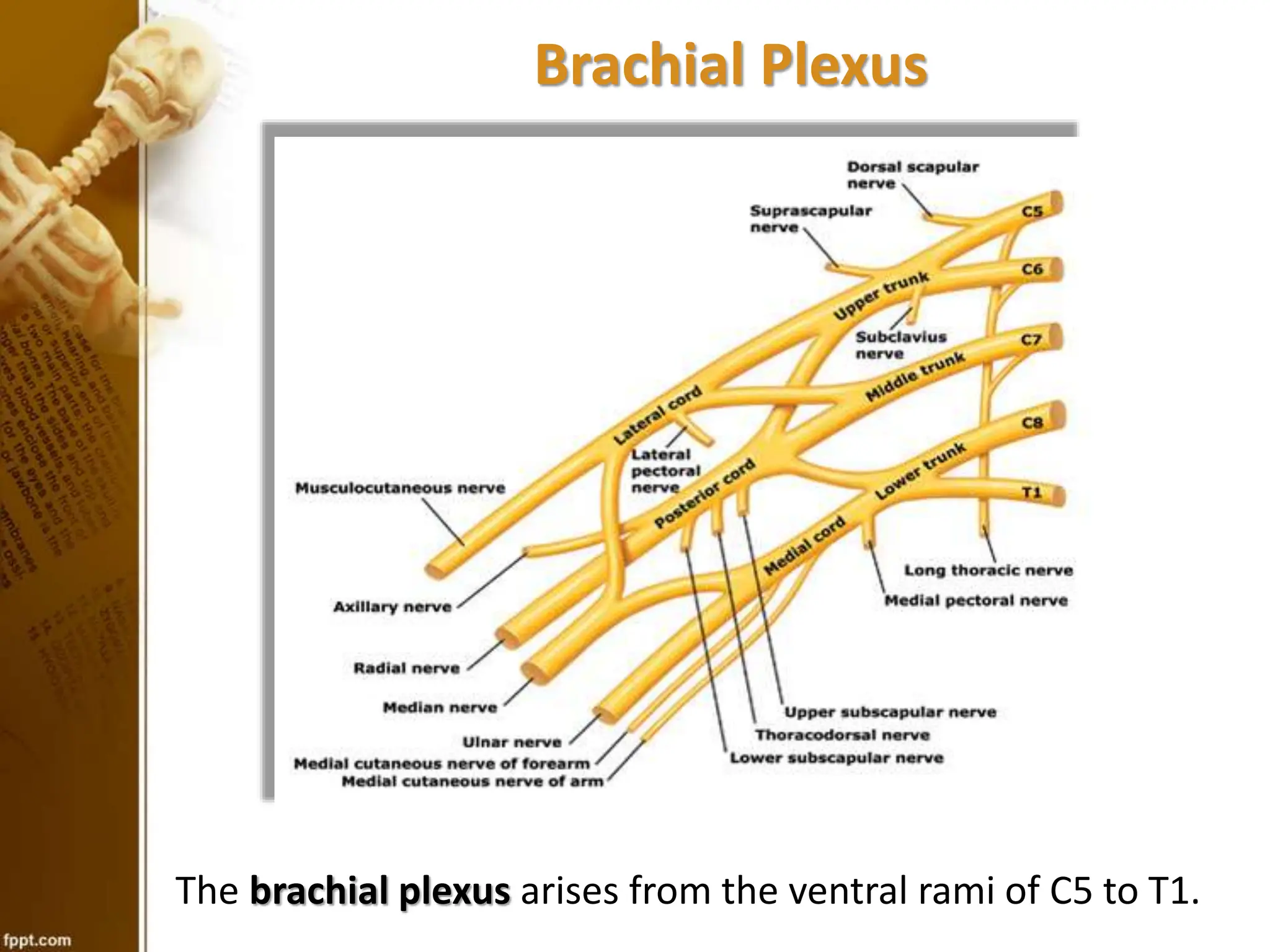 Axillary fossa_12.7.23.pptx
