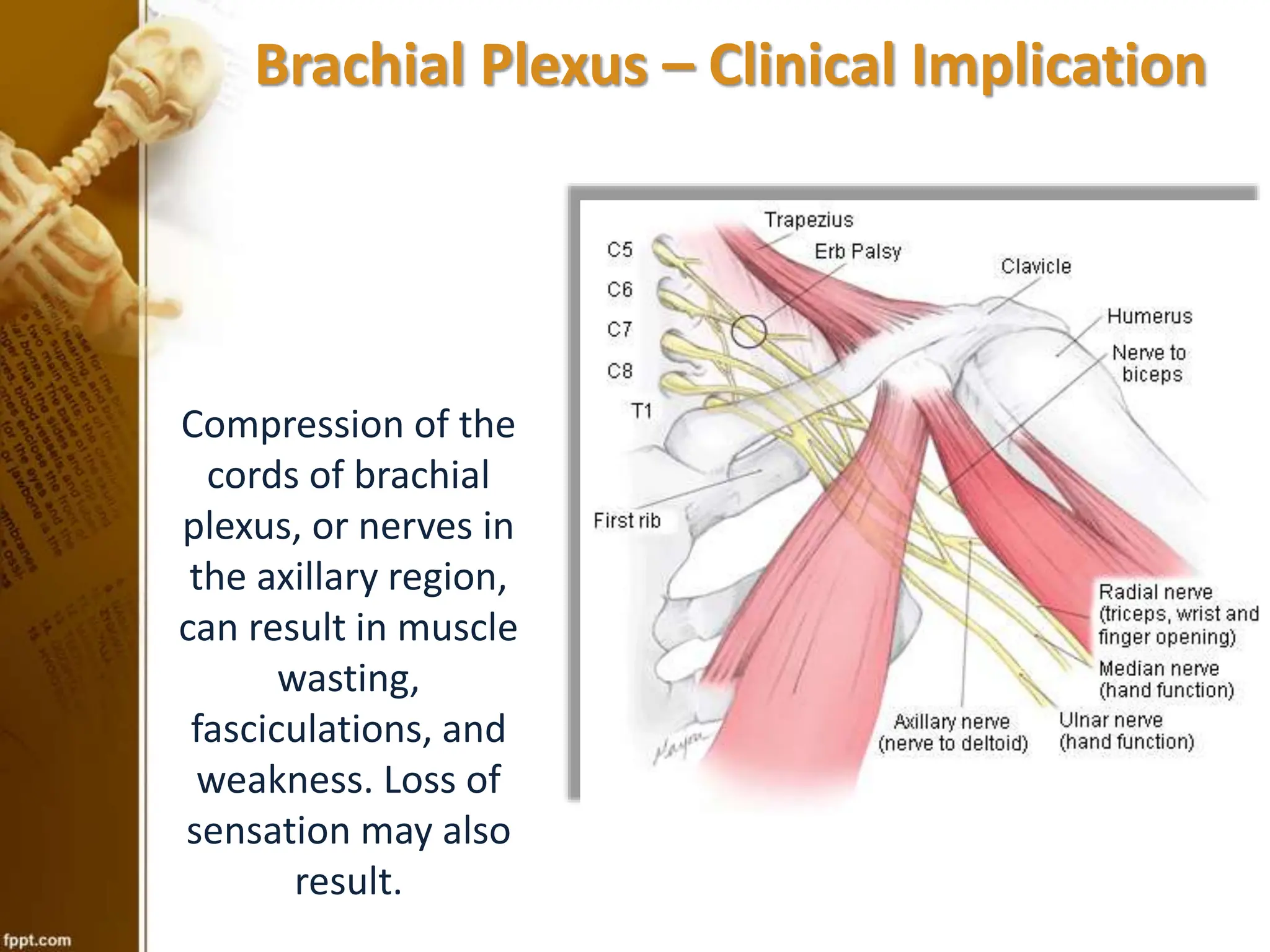Axillary fossa_12.7.23.pptx