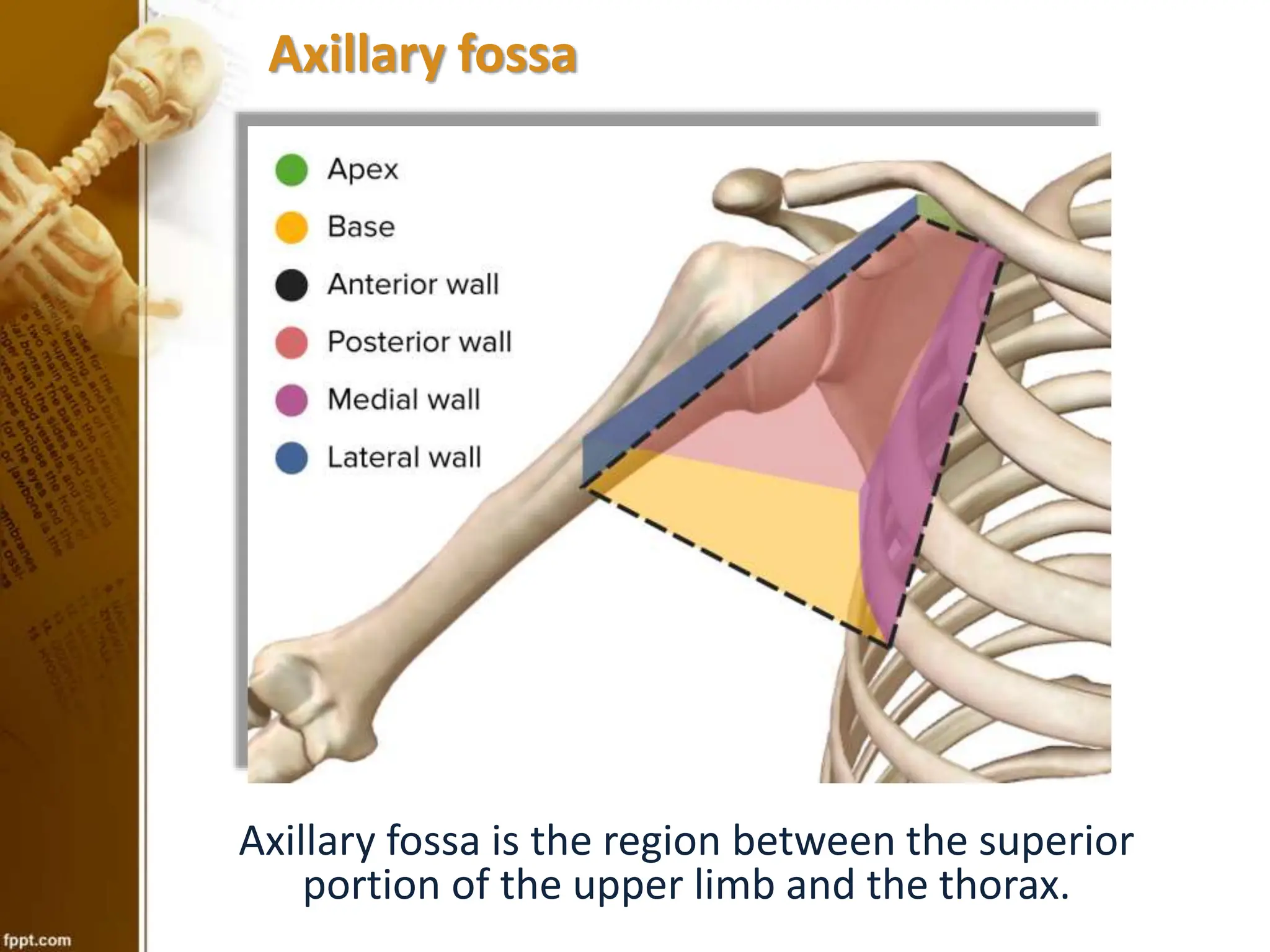 Axillary fossa_12.7.23.pptx
