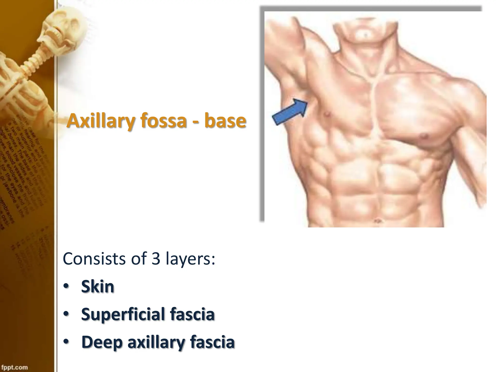 Axillary fossa_12.7.23.pptx