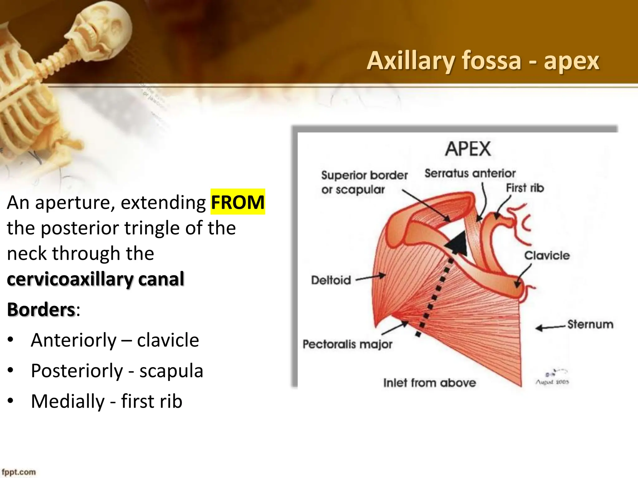 Axillary fossa_12.7.23.pptx