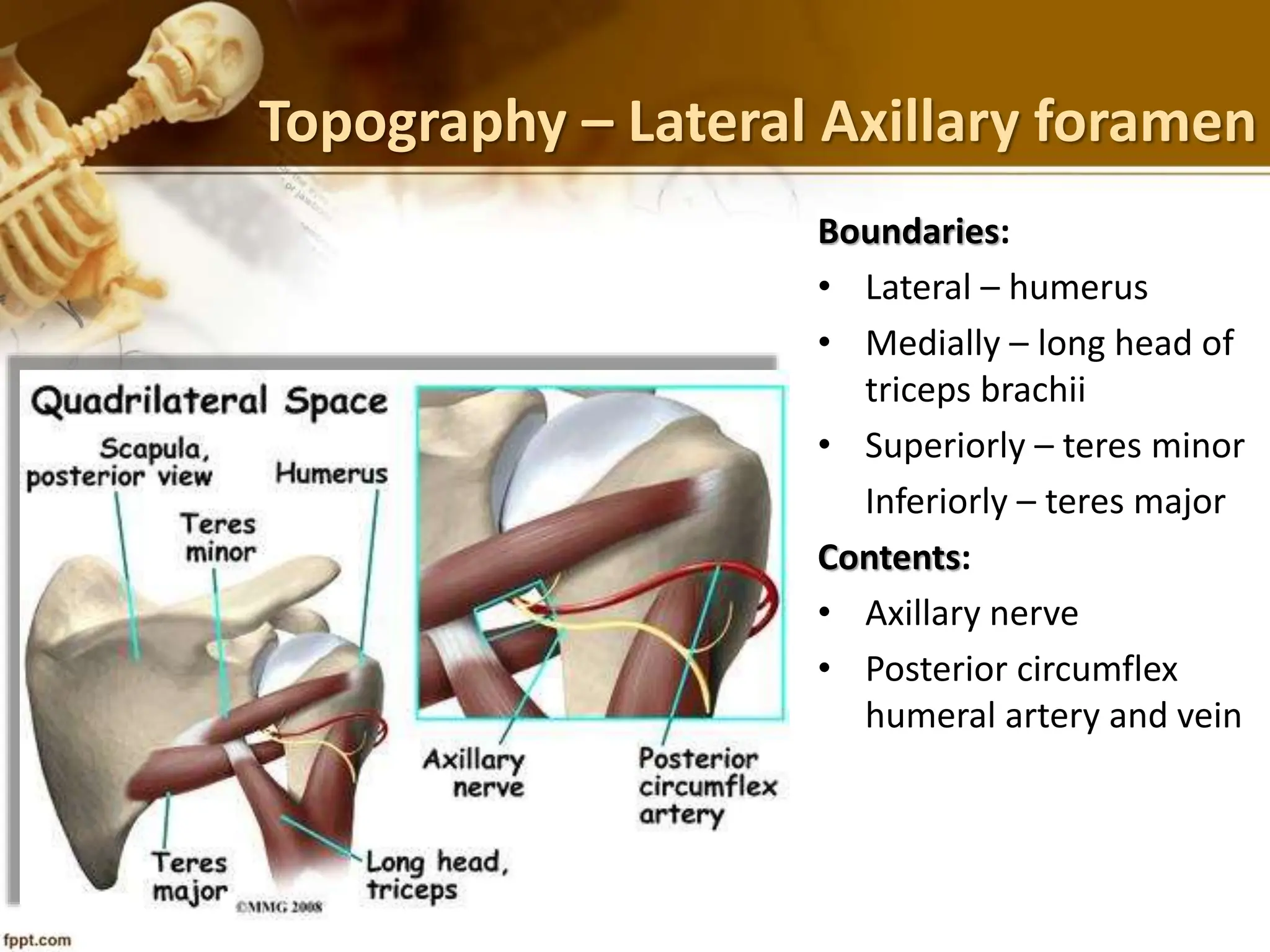 Axillary fossa_12.7.23.pptx