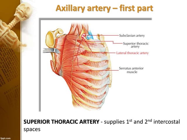 Axillary fossa_12.7.23.pptx | Death, Injury, or Military Conflict ...
