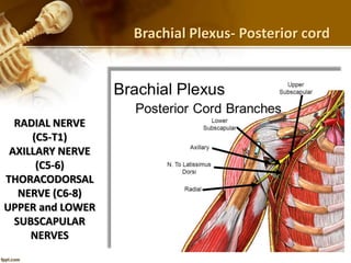 Axillary fossa_12.7.23.pptx