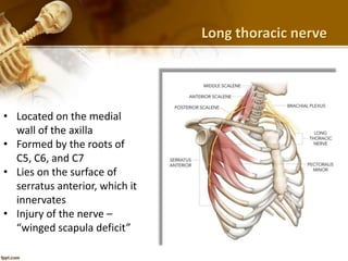 Axillary fossa_12.7.23.pptx