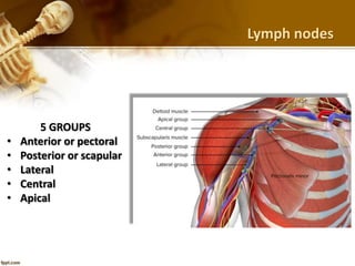Axillary fossa_12.7.23.pptx