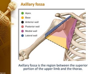 Axillary fossa_12.7.23.pptx
