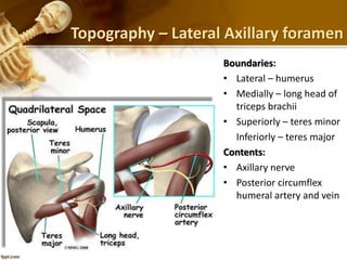 Axillary fossa_12.7.23.pptx