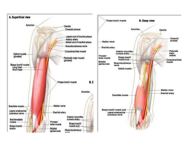 Axillary LNs & Musculocut Nerve These lymph nodes present at outer ...