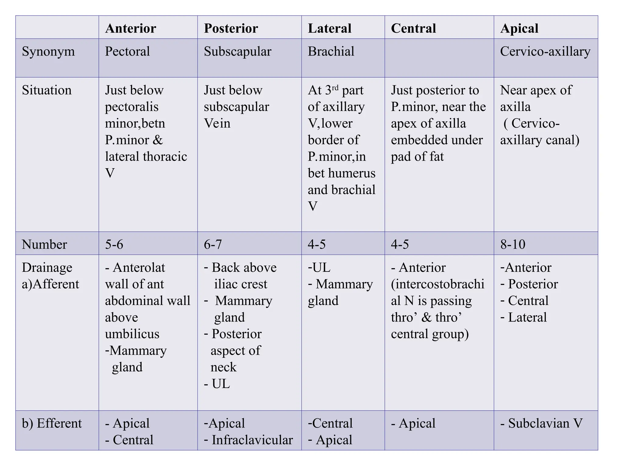 Axillary Lymph Nodes and Musculocut N.ppt