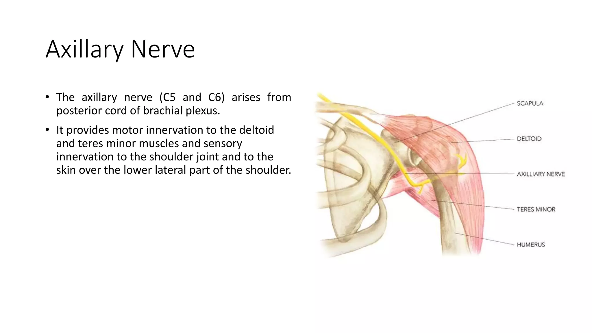 Axillary, Musculocutaneous & Radial Nerve.pptx