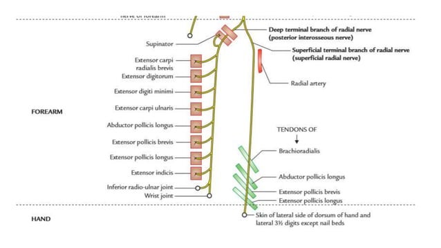 Axillary, Musculocutaneous & Radial Nerve.pptx