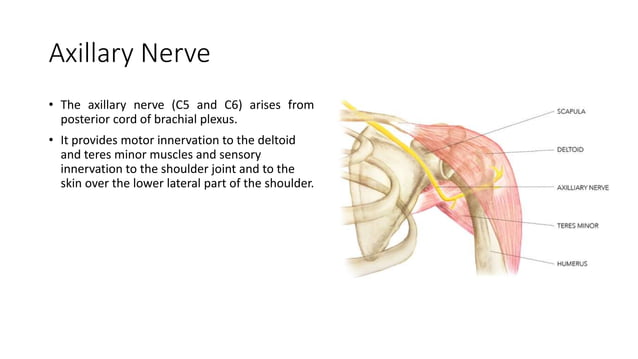 Axillary, Musculocutaneous & Radial Nerve.pptx