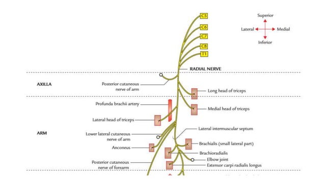 Axillary, Musculocutaneous & Radial Nerve.pptx