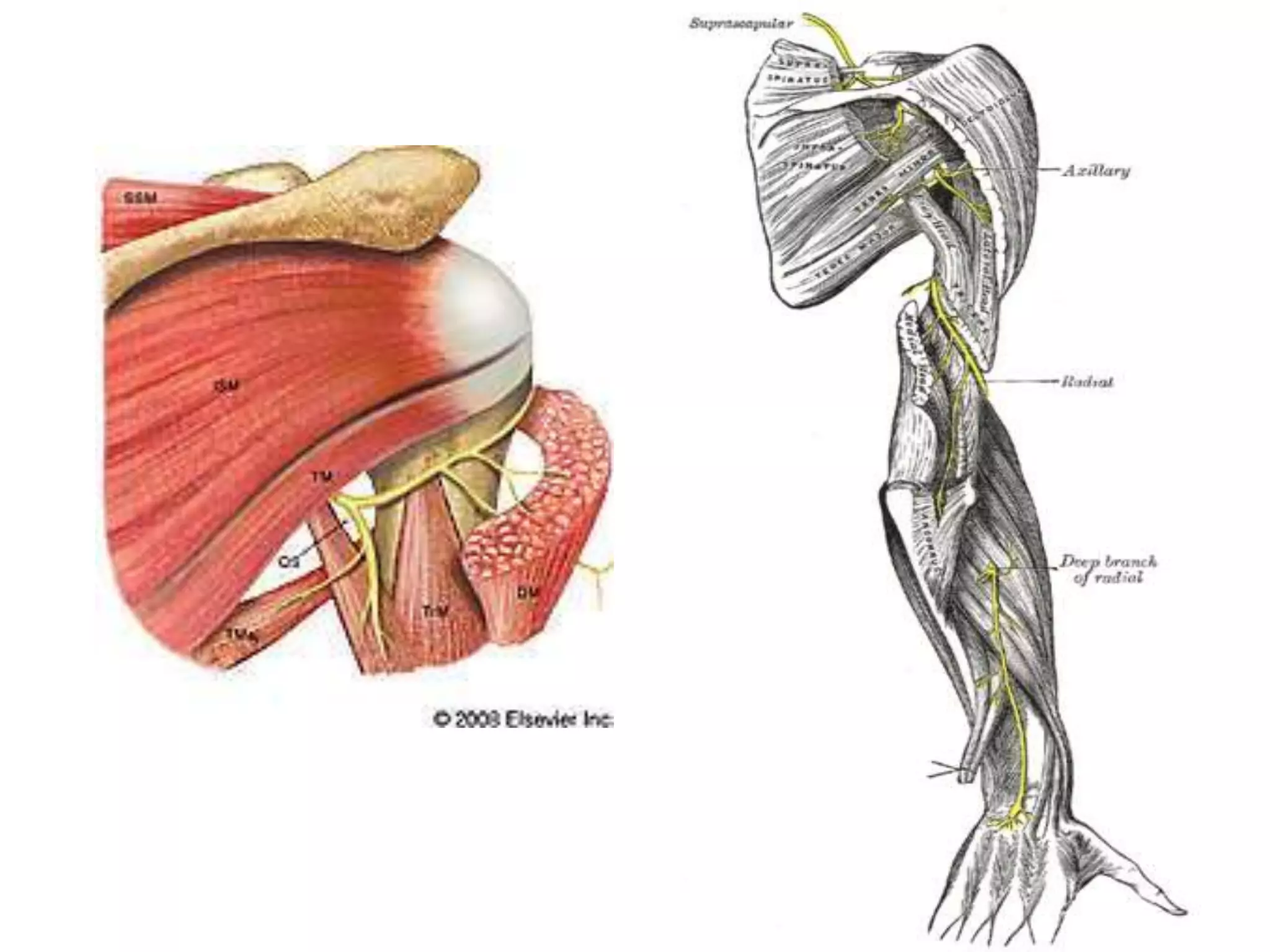 AXILLARY NERVE.pptx