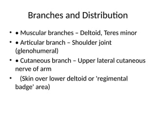 Axillary_Nerve_Anatomy clinicalaspe.pptx