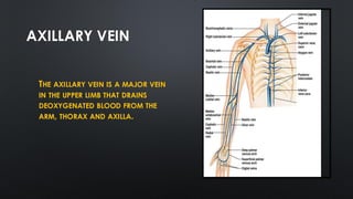 axillary vein for physiotherapy students | PDF
