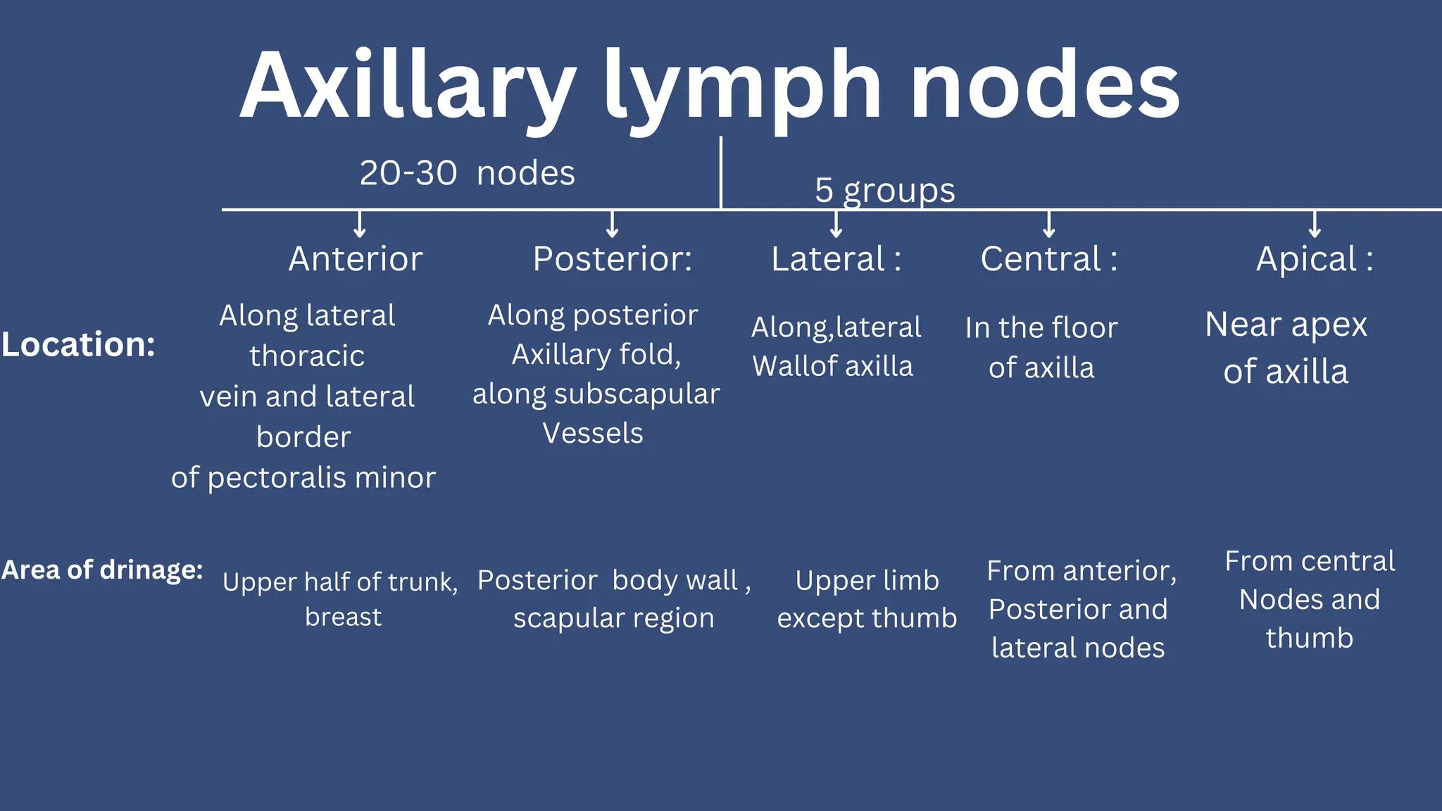 Axillary vein and Axillary lymph nodes short note | PPT