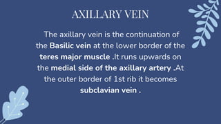 Axillary vein and Axillary lymph nodes short note | PPT
