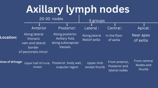 Axillary vein and Axillary lymph nodes short note | PPT