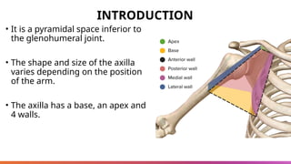 ANATOMY OF THE ARMPIT/ AXILLA (SULYMAN).pptx
