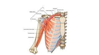 ANATOMY OF THE ARMPIT/ AXILLA (SULYMAN).pptx