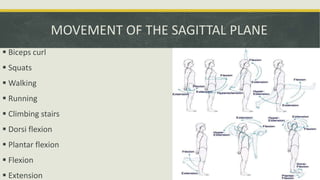 AXIS AND PLANE .pptx