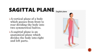 Sagittal Plane Movements