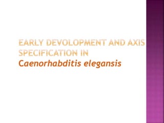 Axis formation | PPT
