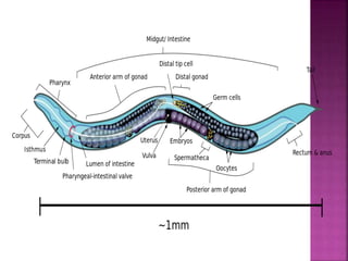 Axis formation | PPTX