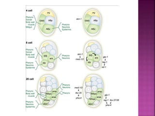 Axis formation | PPT | Free Download