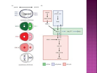 Axis formation | PPT | Free Download