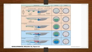 Axis formation in birds and mammals | PPTX