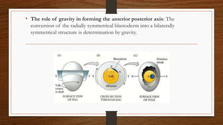 Axis formation in birds and mammals | PPTX