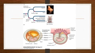 Axis formation in birds and mammals | PPTX