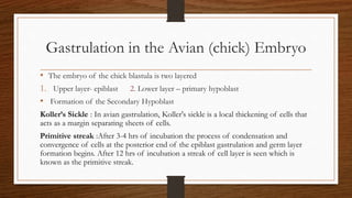 Axis formation in birds and mammals | PPTX