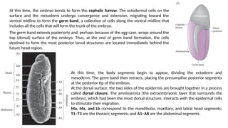 Axis specification in Drosophila for reading.pptx