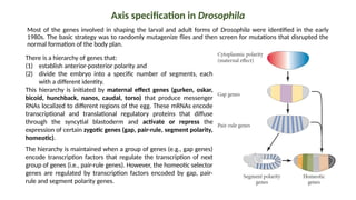 Axis specification in Drosophila for reading.pptx