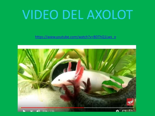 Axolot | PPTX