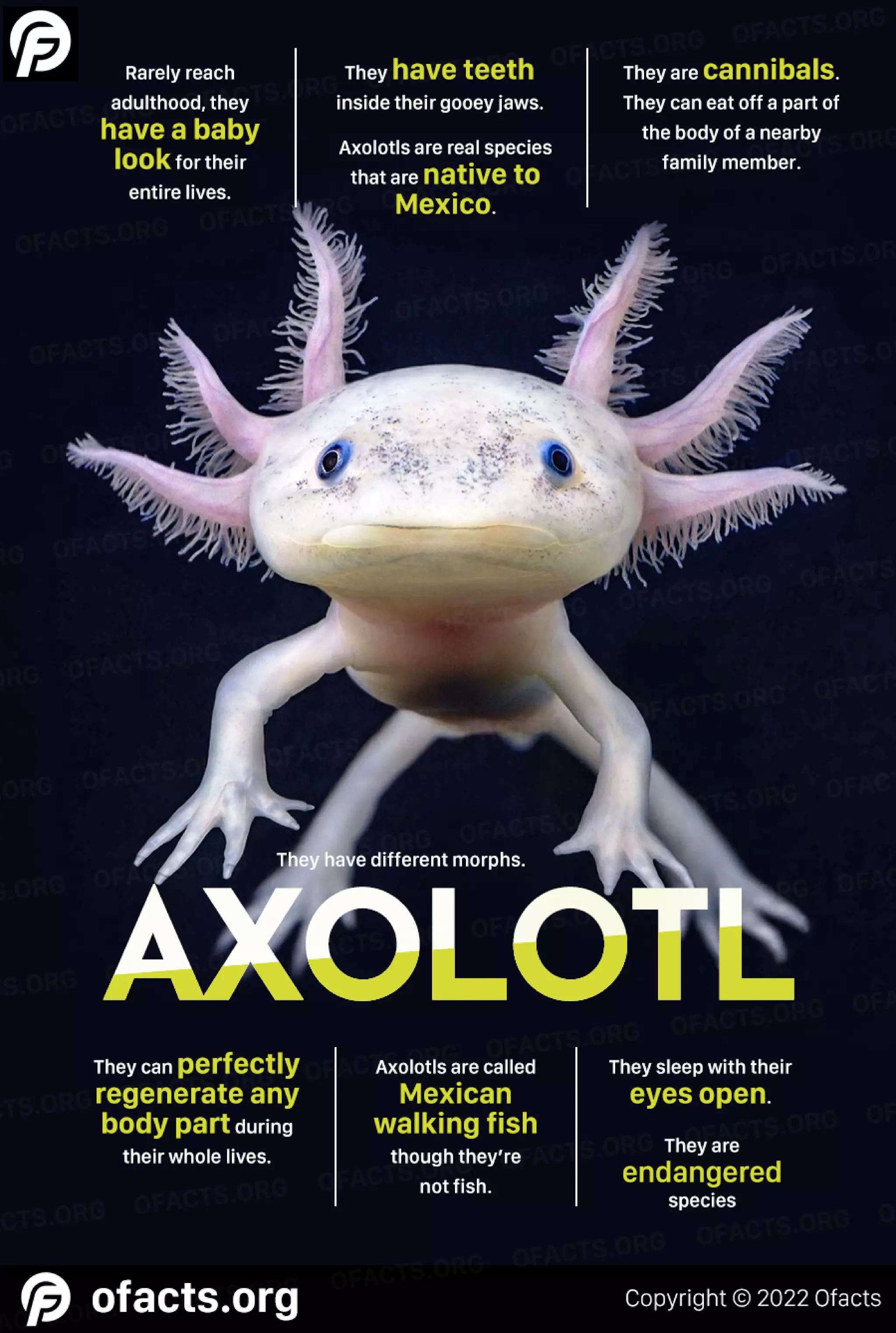 Axolotl facts | PDF