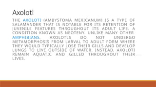 axolotian amphbia facinating creature in world | PPT